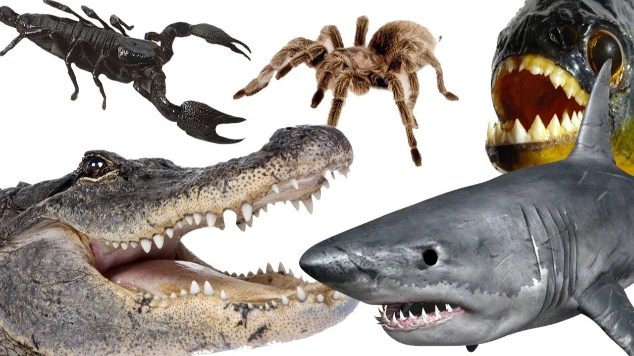 Идеальные Убийцы