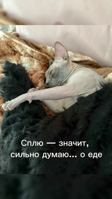 Состояние на сегодня - "на паузе"