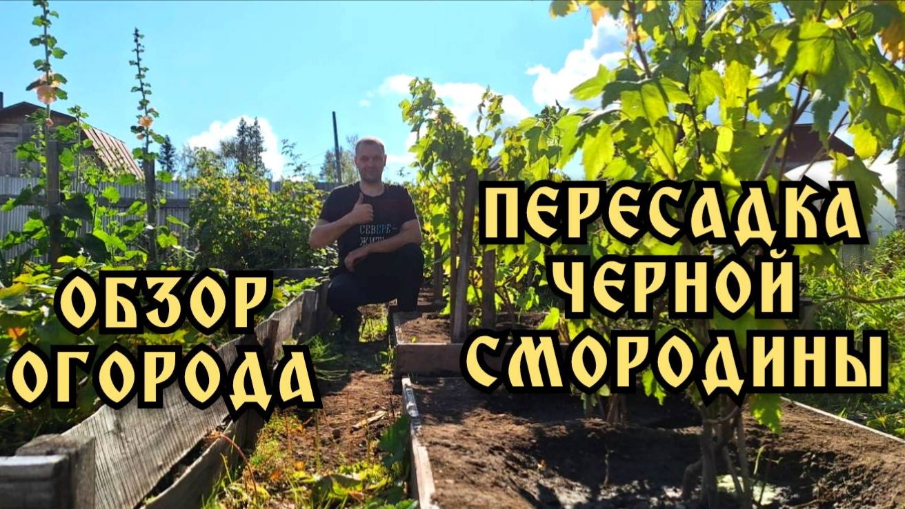 Дача.Чёрная смородина. Обзор моего огорода.
