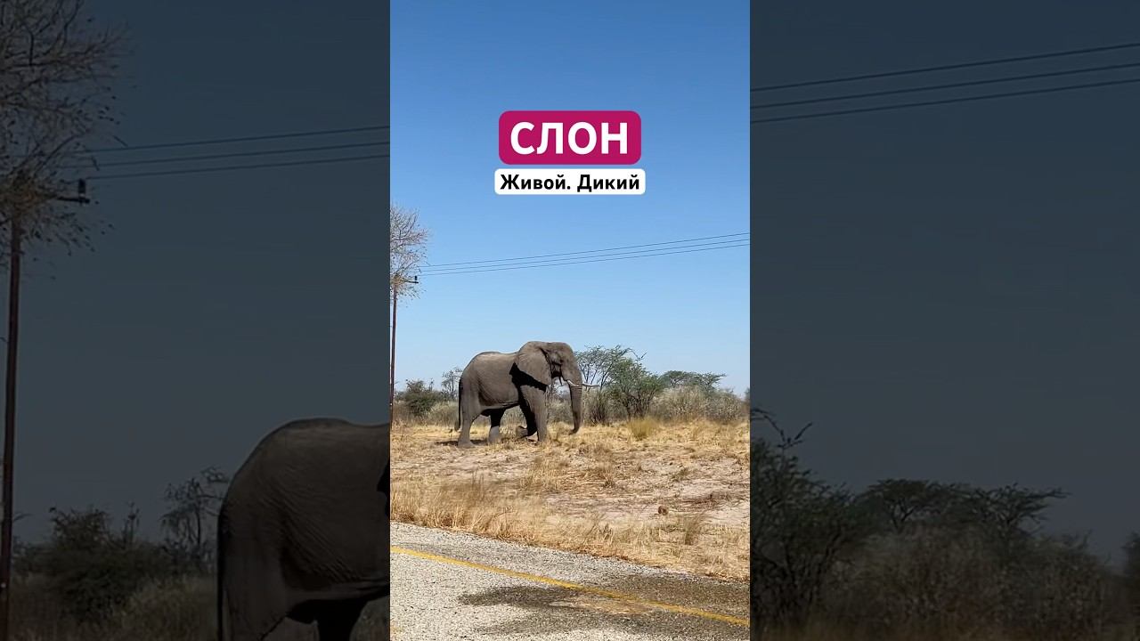 Африка без туров и гидов. Самостоятельное путешествие на авто. За 30 дней- 7 стран. Больше в профиле