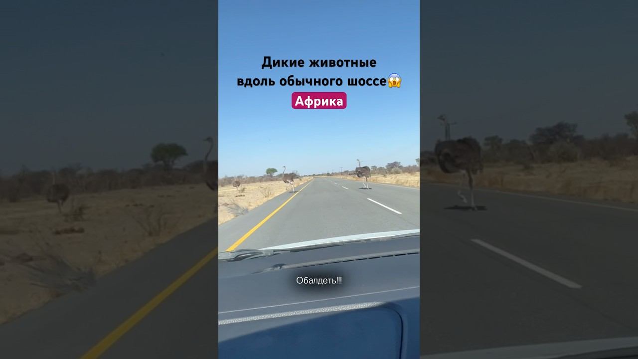 Страусы, слоны вдоль шоссе! Это не сафари! Просто едем по Ботсване! Больше про Африку в профиле