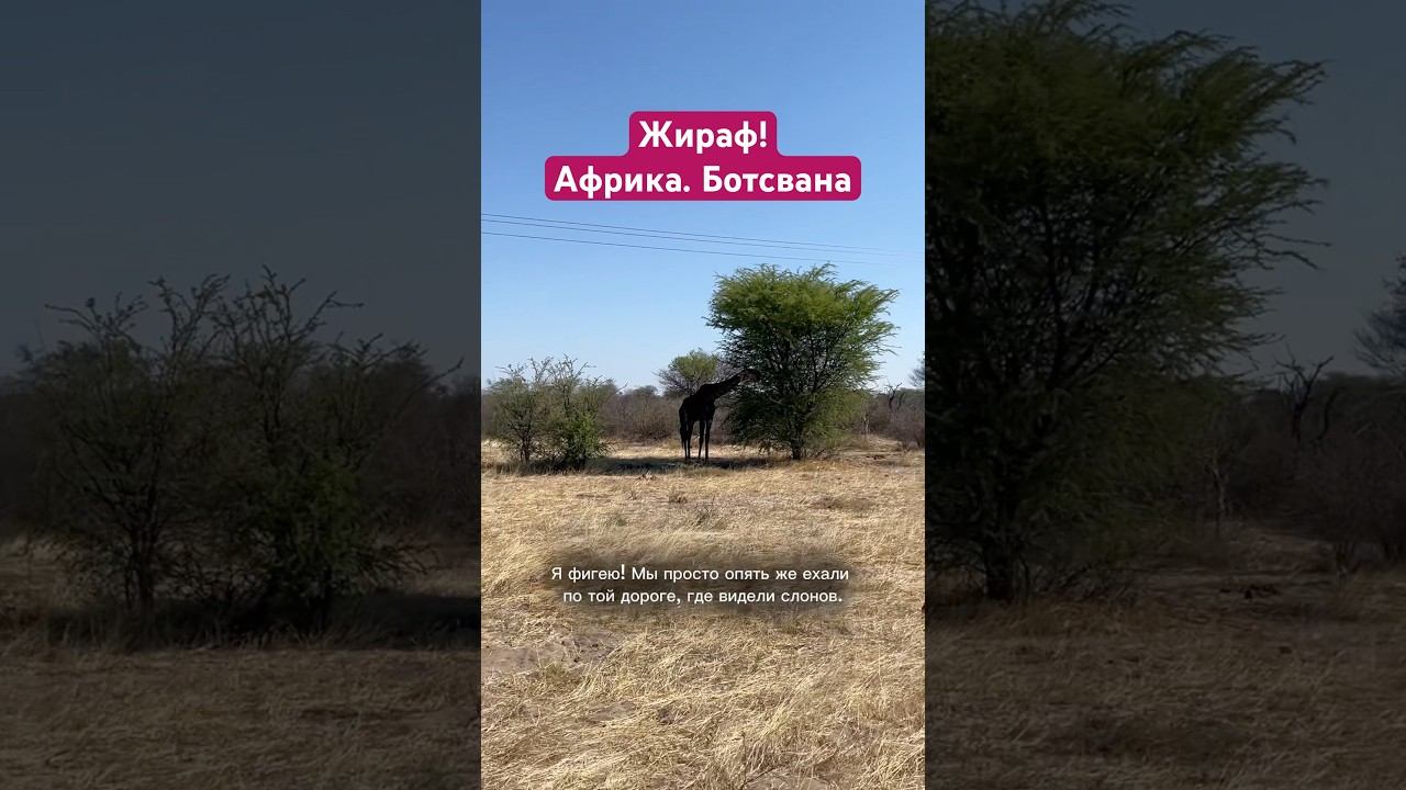 Это не сафари, а обычное шоссе, вдоль которого страусы, слоны, жирафы! Трип по Африке на авто