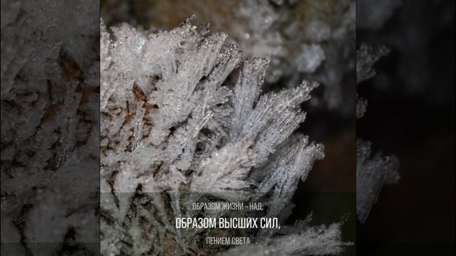 Роза мороза Ю.Мориц