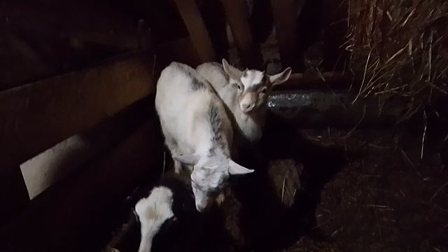 Вот так хулиганят козлята.... Пока они ждали корм от своей мамки, решили достать будущую мамашу!🤣