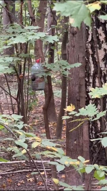 Находчивые белки