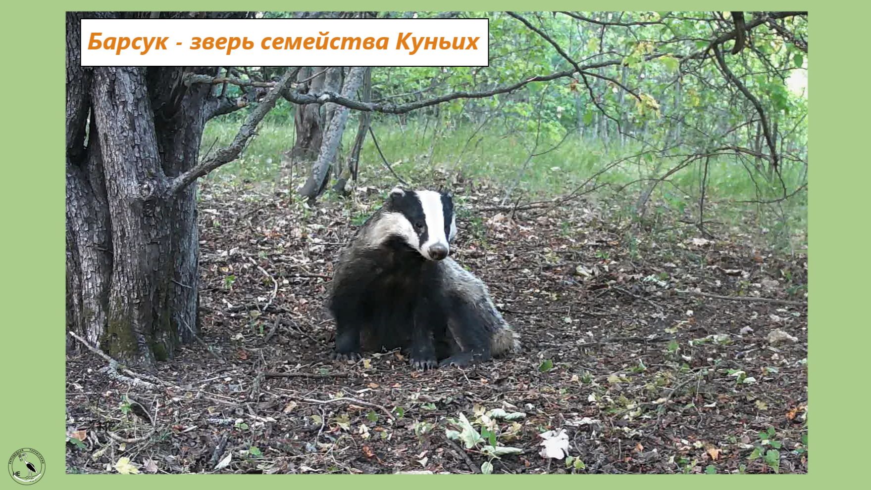 Барсук у норы утром, вечером и ночью. Звуки лета, крыска на дереве и птичка у норы 21-24.06.25