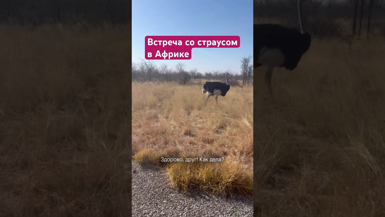 Дикий страус в нескольких метрах от нас. Ботсвана радует обилием диких животных на каждом шагу