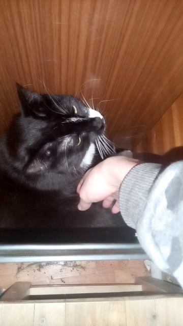 Кошка в шкафчике