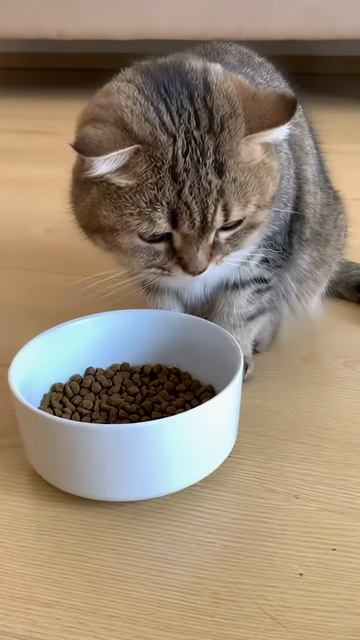 Ваша кошка тоскует сильнее, чем вы думаете. Новые данные учёных. 😿📊