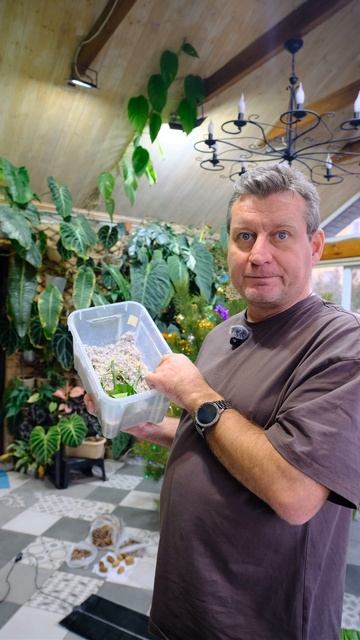 Как 100% укоренить лимоны за 20 дней