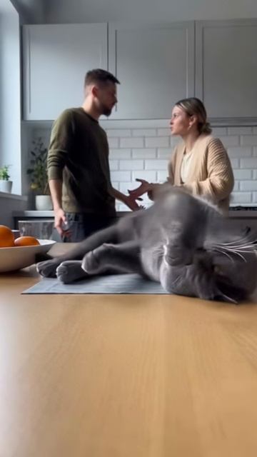 Спор двух людей и одного кота, который всех переиграл. 🐈⬛👑