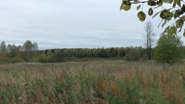 Редькино-2017