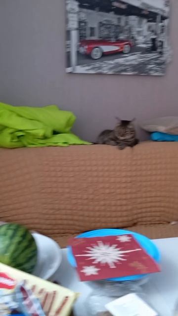 Кошкин дом - тихий час )