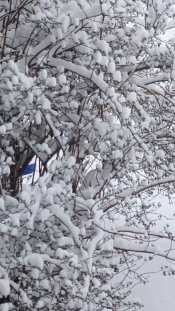 Зима снега не жалеет...