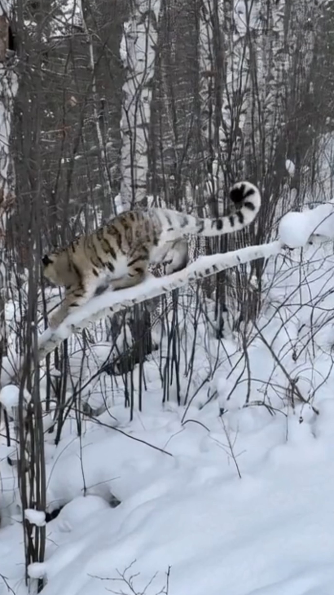 Невероятно!