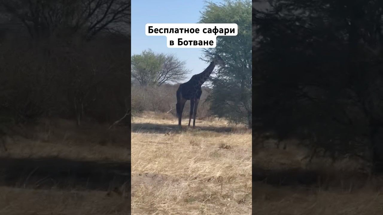 Ботсвана начинает мне нравиться! Дикие животные просто вдоль обыкновенного шоссе! Автотрип по Африке