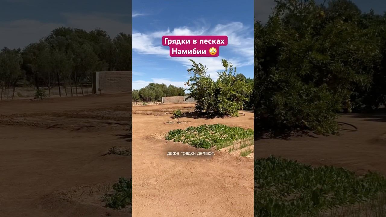 Огород в песках Намибии! Казалось бы как там может что-то расти? Но растет! И много чего! Африка