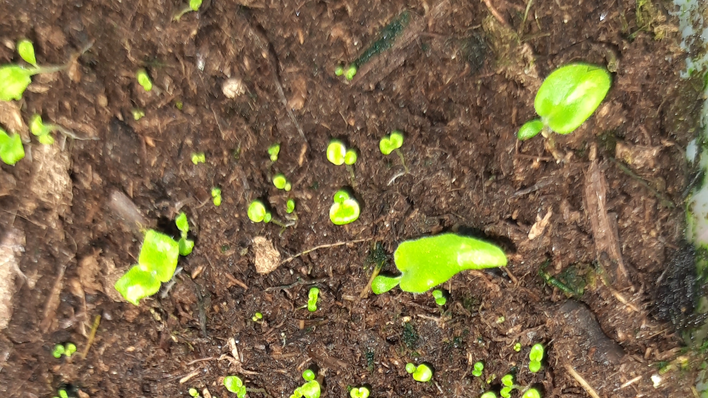 Пикировка стрептокарпусов