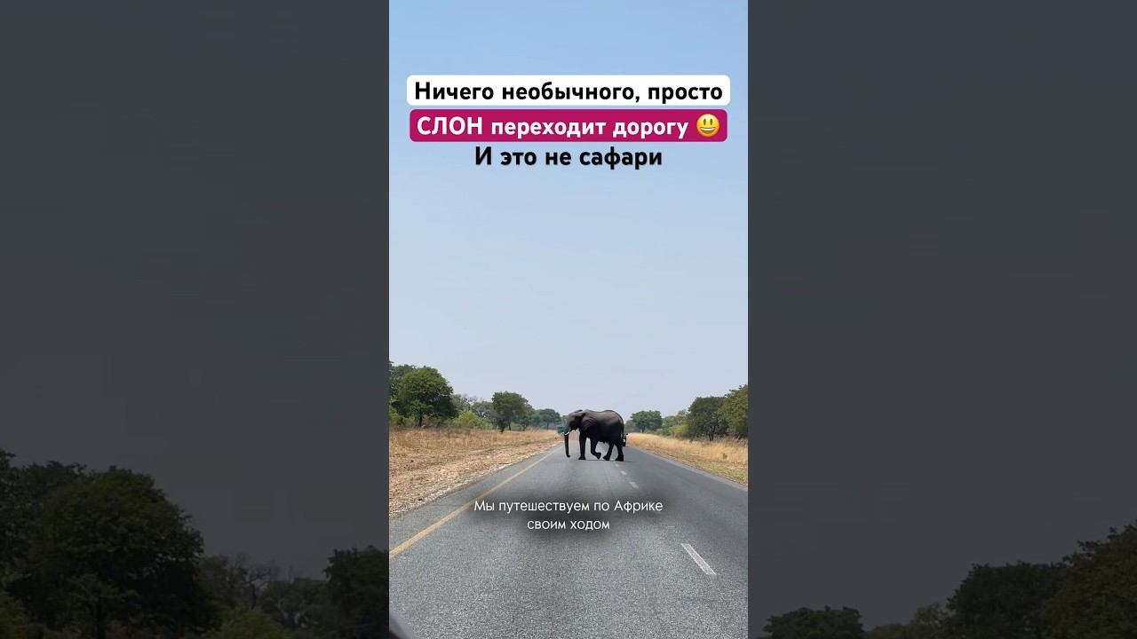Слоны, страусы вдоль обычное дороги в Ботсване! Восторг! Путешествуем сами по Африке месяц на авто
