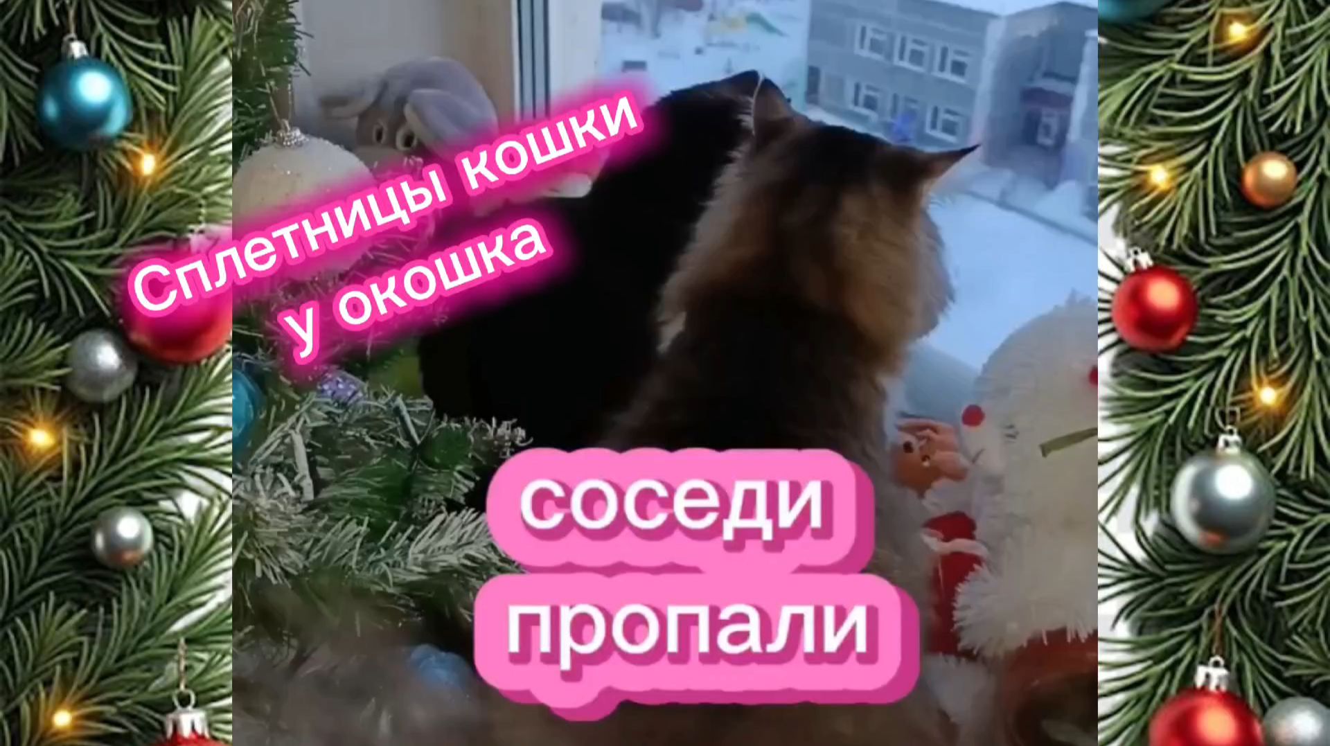 Кошки с озвучкой. СОСЕДИ ПРОПАЛИ.