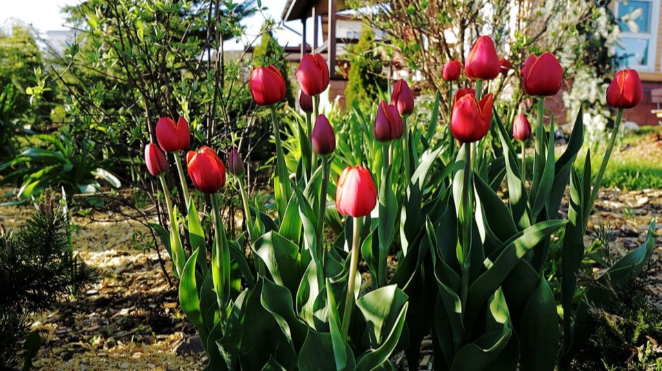 Весна в саду