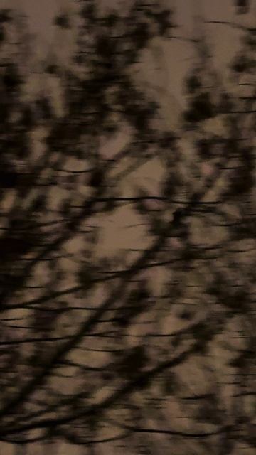 Серая цапля зимой в Москве