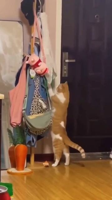 Галя, у нас отмена! (видео не моë)