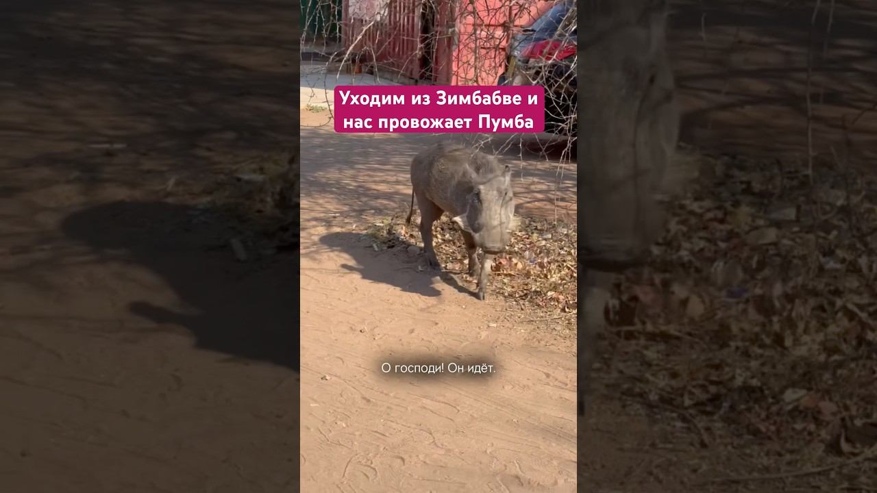 Это бородавочник. Они не боятся людей на этой границе. Больше про трип по Африке без гидов в профиле