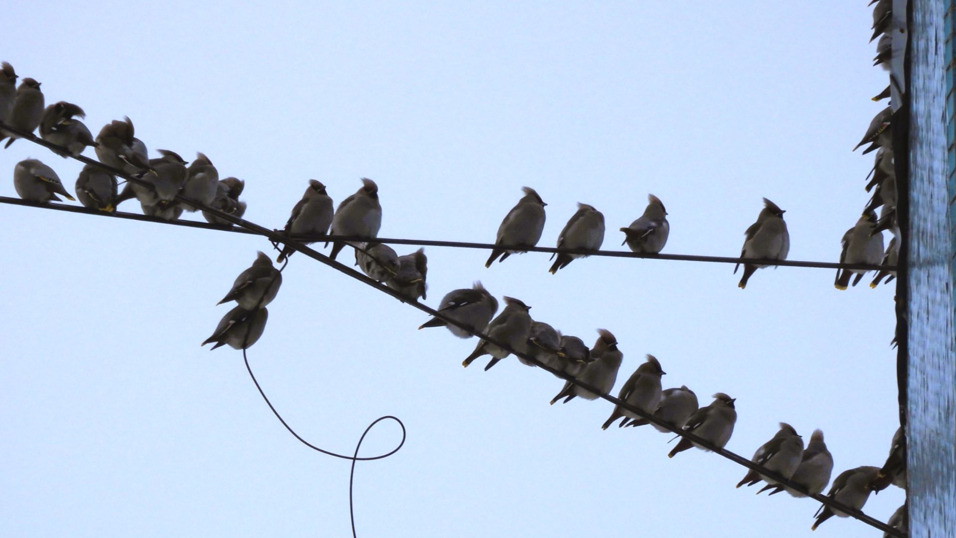 Стая свиристелей. 2025 — Новый год — 2026 СПб #свиристели #наблюдениезаптицами #новыйгод2026 #НГ2026