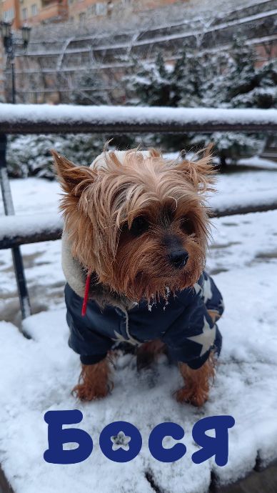Бося Прогулка январь 2026