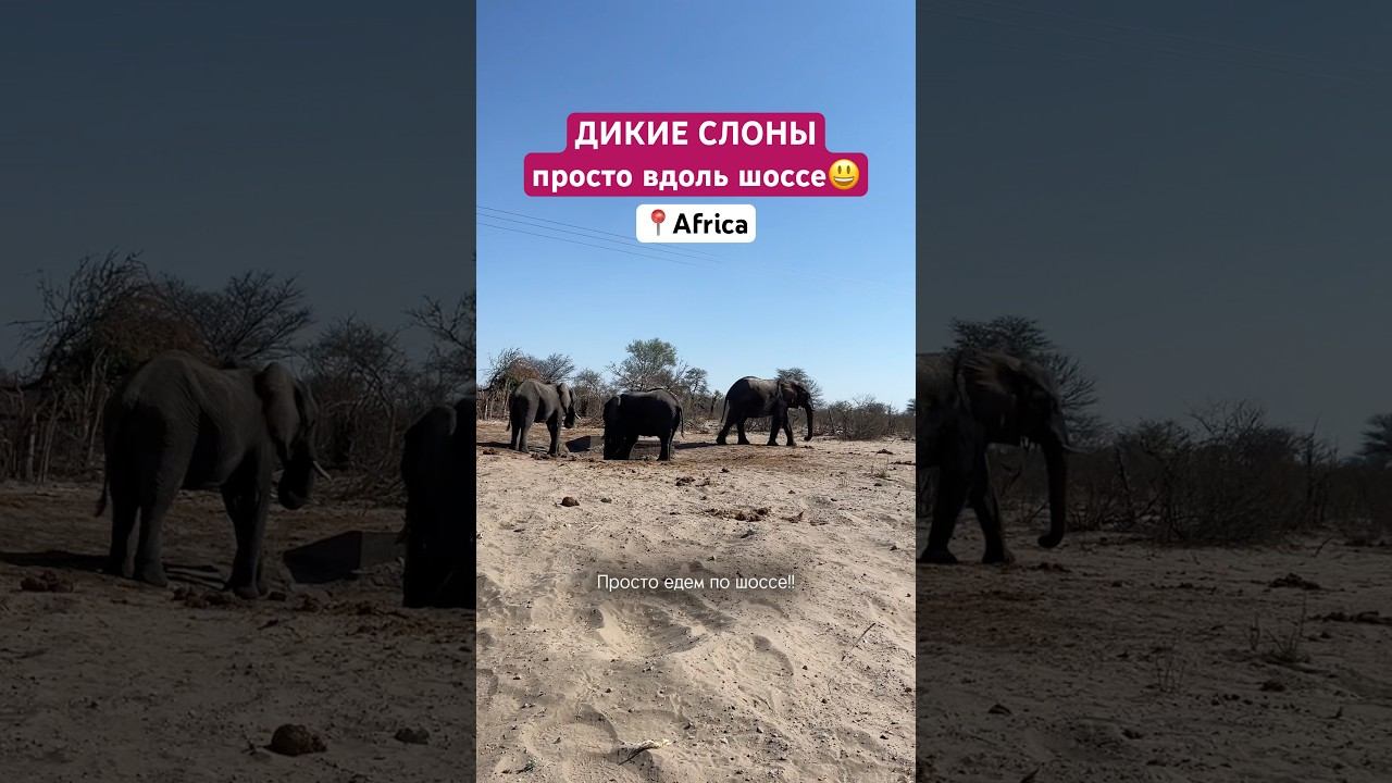 Самостоятельно путешествуем по Африке без туров и гидов на Volkswagen Polo. Больше в профиле