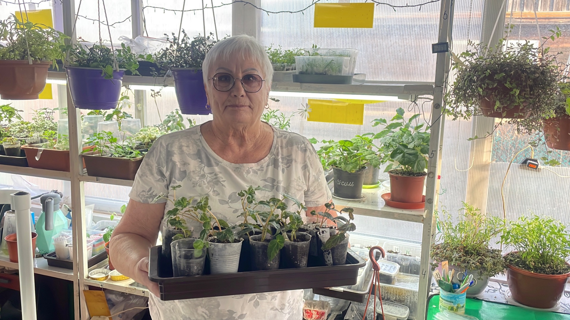 🏡 Vlog из светёлки. Черенкуем Фуксию. Переваливаем Бегонию. Правильно поливаем всходы Петунии.