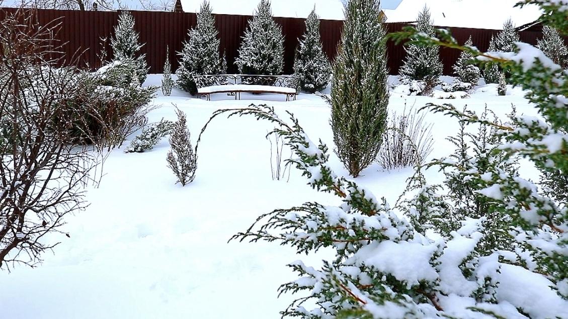 МОЖЖЕВЕЛОВЫЙ САД ЗАСЫПАЛО СНЕГОМ. 4.01.2026г.