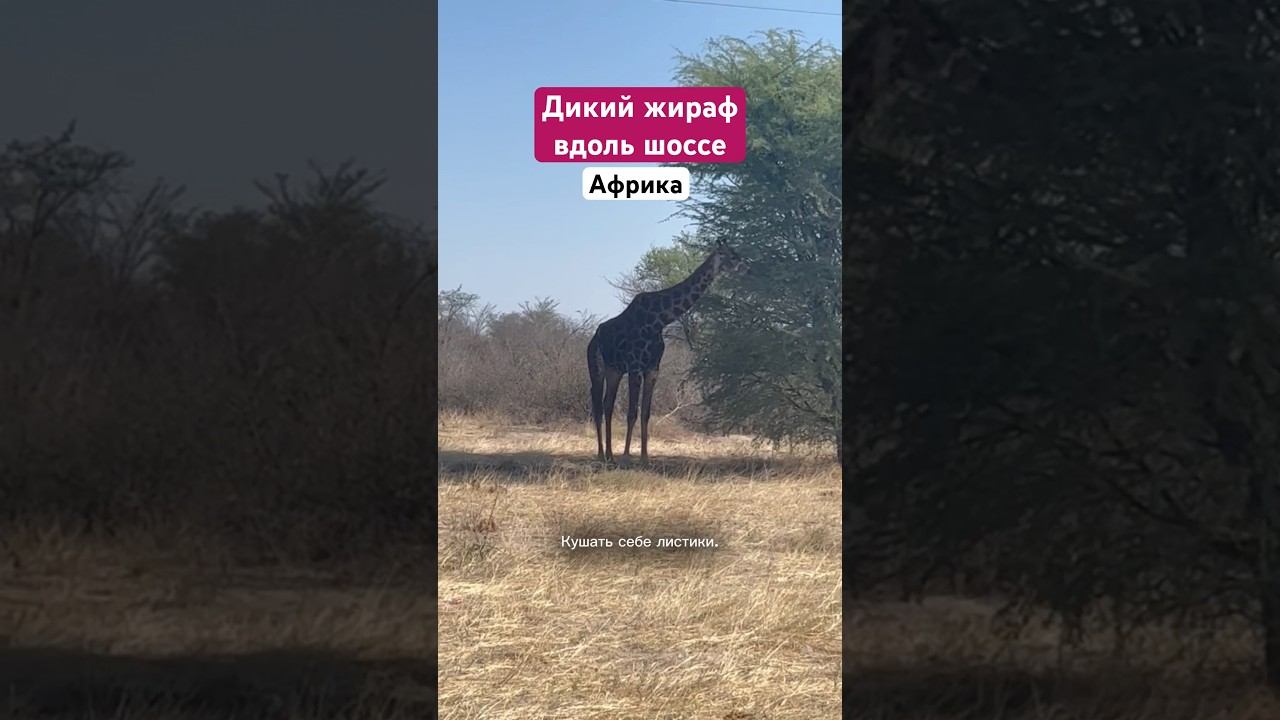 Дикий настоящий жирафПутешествуем по Африке на авто без гидов и туров.За месяц побывали в 7странах