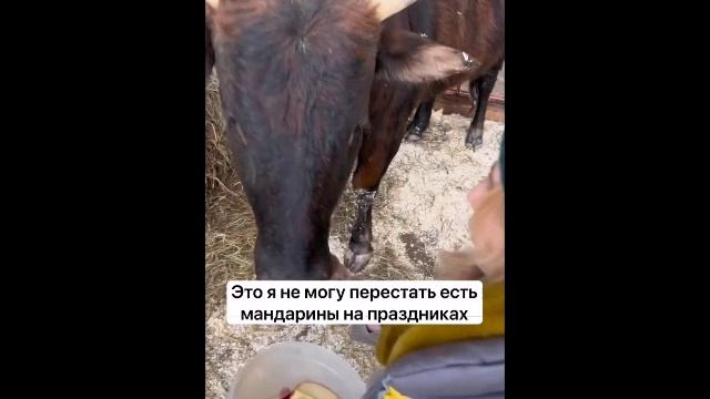 А животные едят цитрусовые, - например, Апельсинка их просто обожает!)