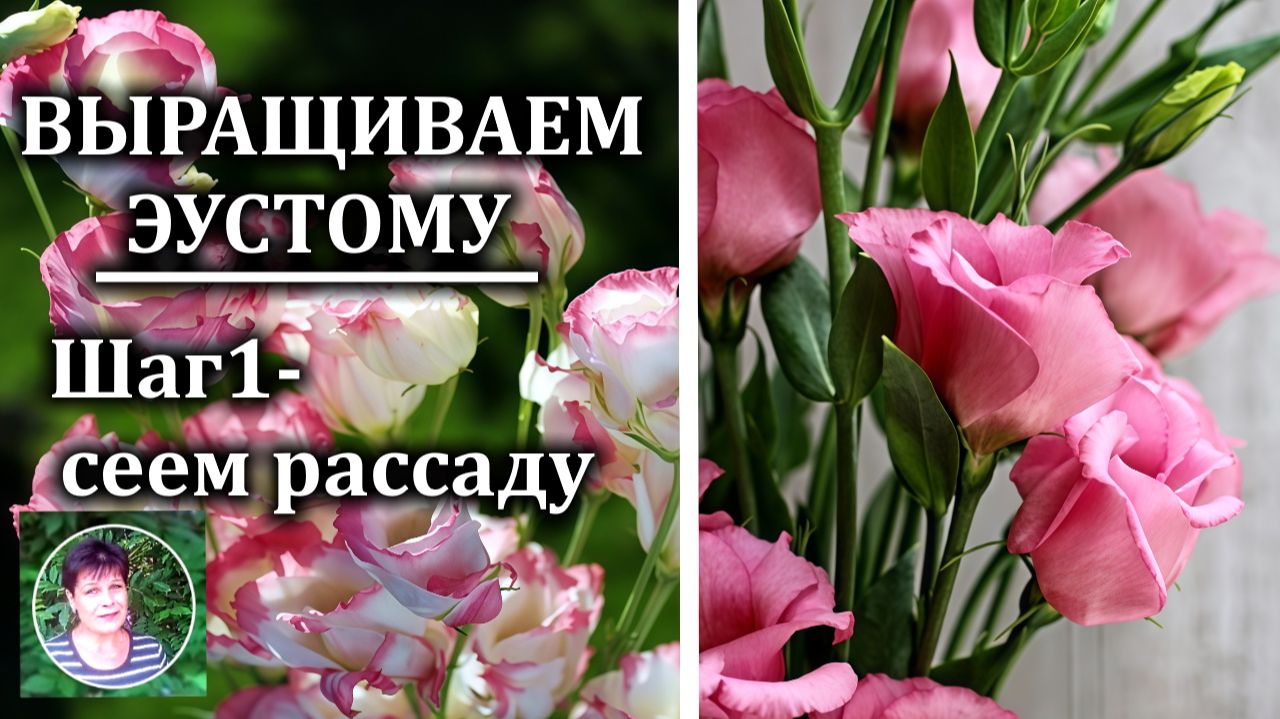 Эустома выращивание. Шаг1 посев семян на рассаду