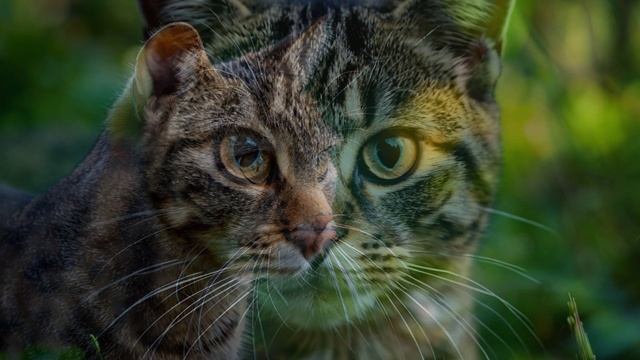 Как кошки ориентируются в пространстве