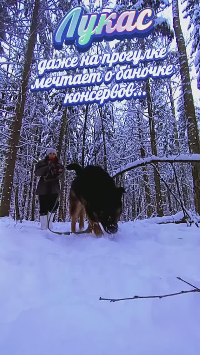 "Шёл к баночке уверенно!" ❥ Приют в Малинках #приютдляживотных #собаки