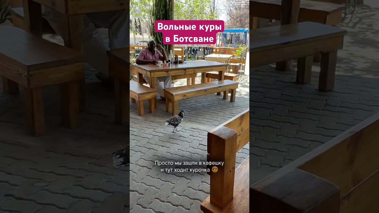 Кафешка с курочками в Ботсване! Очень милоПутешествуем по Африке на малолитражке. Больше в профиле