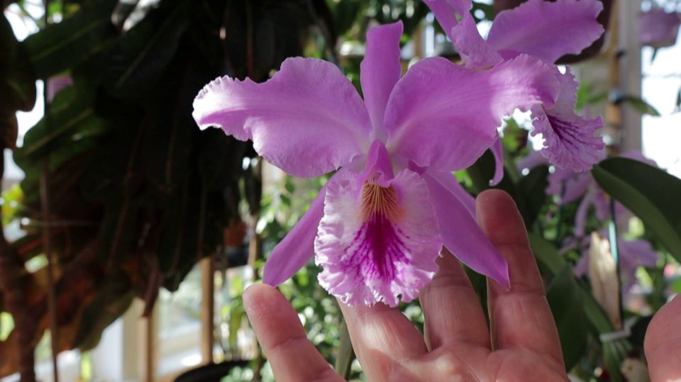 Cattleya labiata. Королева осени