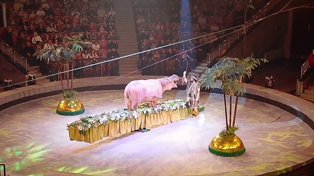 Бегемот в тропическом шоу цирка-1001 песенка