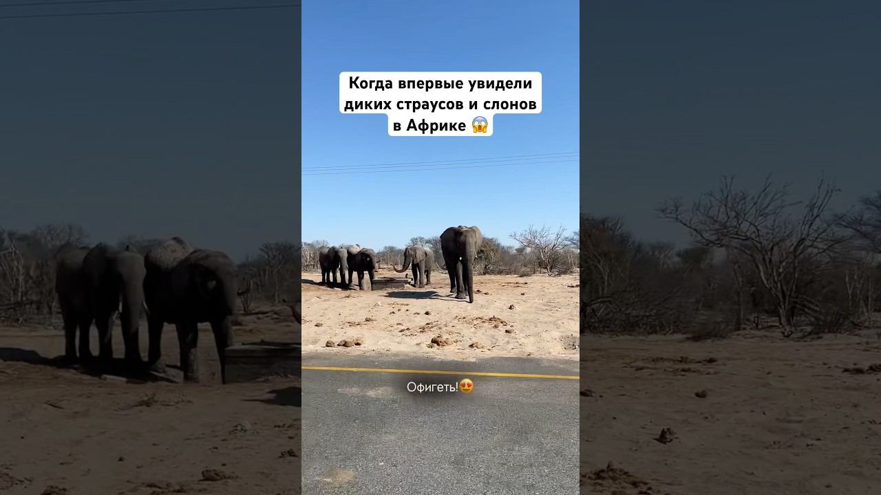 Это не сафари, а простое шоссе в Ботсване! Дикие страусы и слоны с обеих сторон дороги! Go в профиль