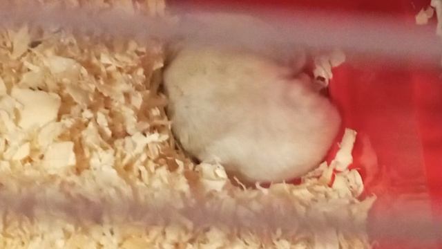 реакция моих джунгарских хомячков на рк.