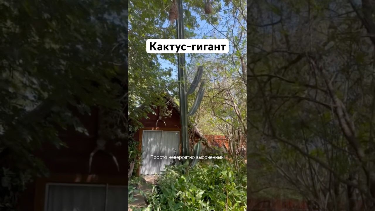 Ботсвана. Зелень на территории отеля. Путешествуем по Африке на авто без туров и гидов, в профиль