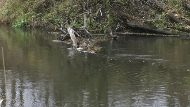 река Ислочь октябрь 2022 года