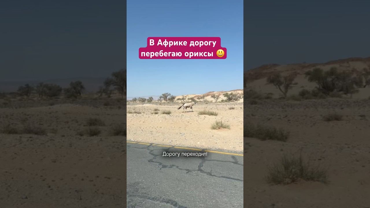 Ориксы перебегают дорогу! Путешествие по Африке своим ходом на авто. Больше в профиле