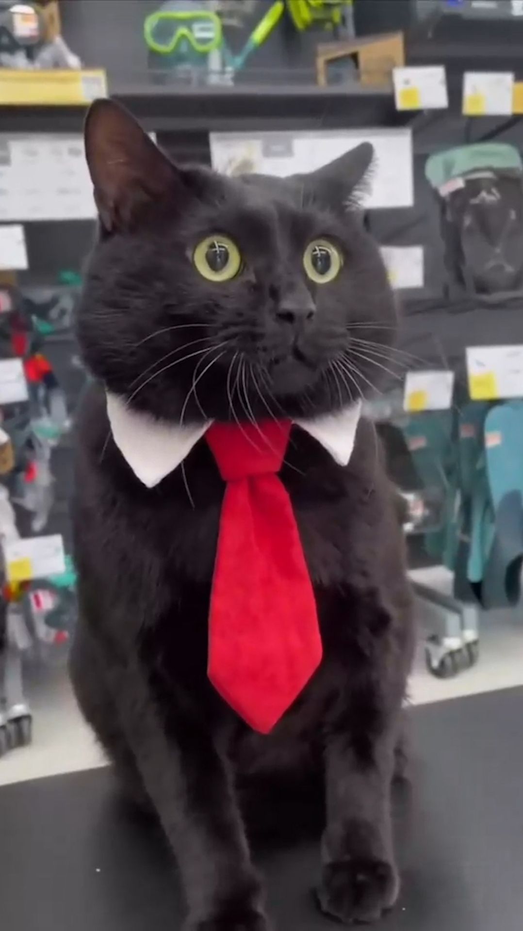 Кот менеджер | The manager cat #кот #кошка #cat #kitty #trending #funny #trend #рекомендации #shorts