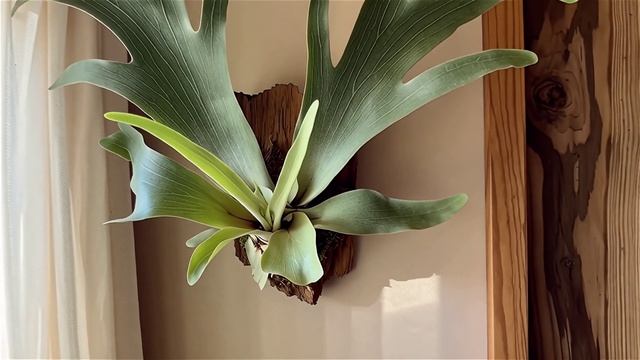 цветок оленьи рога