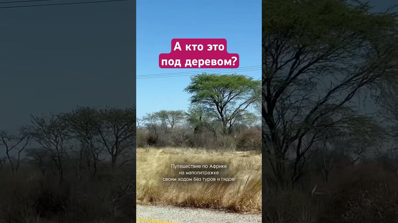 Животные из телека ожили! Это Африка, обычное шоссе, не сафари Путешествие в профиле, переходите