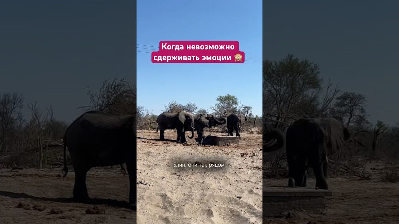 Когда видишь по телеку, а тут вживую! Не сразу понимаешь, что это реально! Трип по Африке без гида